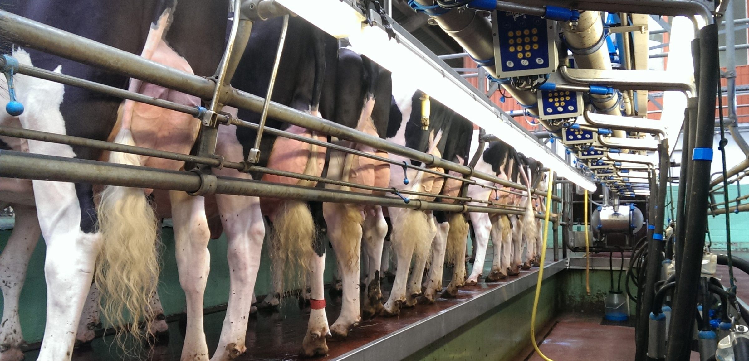 Der Bauer der Zukunft? -Typisch! - Filmteam Papstein